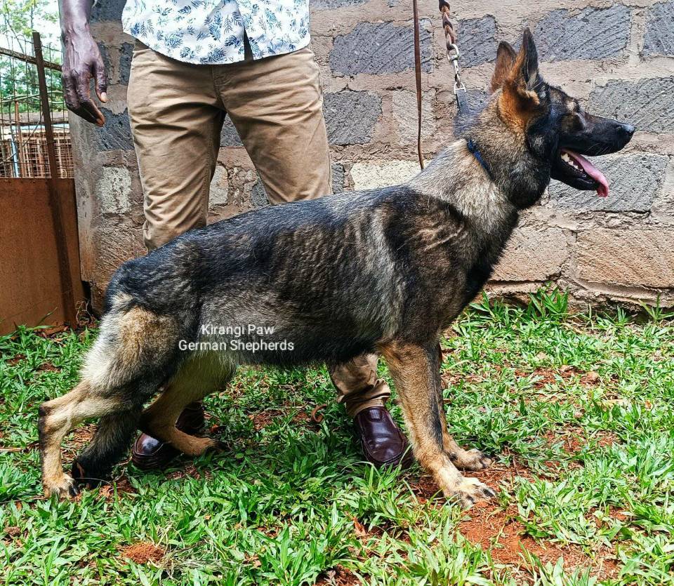 Service Dog & Protection Dog Training Kenya | Kirangi Dogs