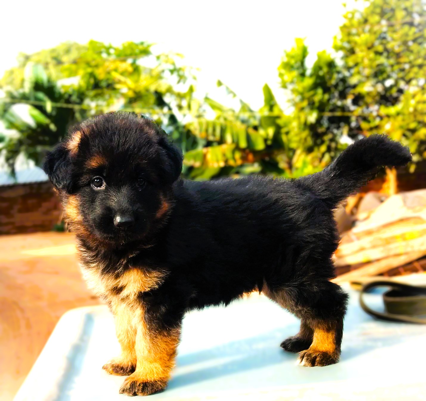 Premium Dog Breeder Kenya | Black Russian Terrier, German Shepherd ...