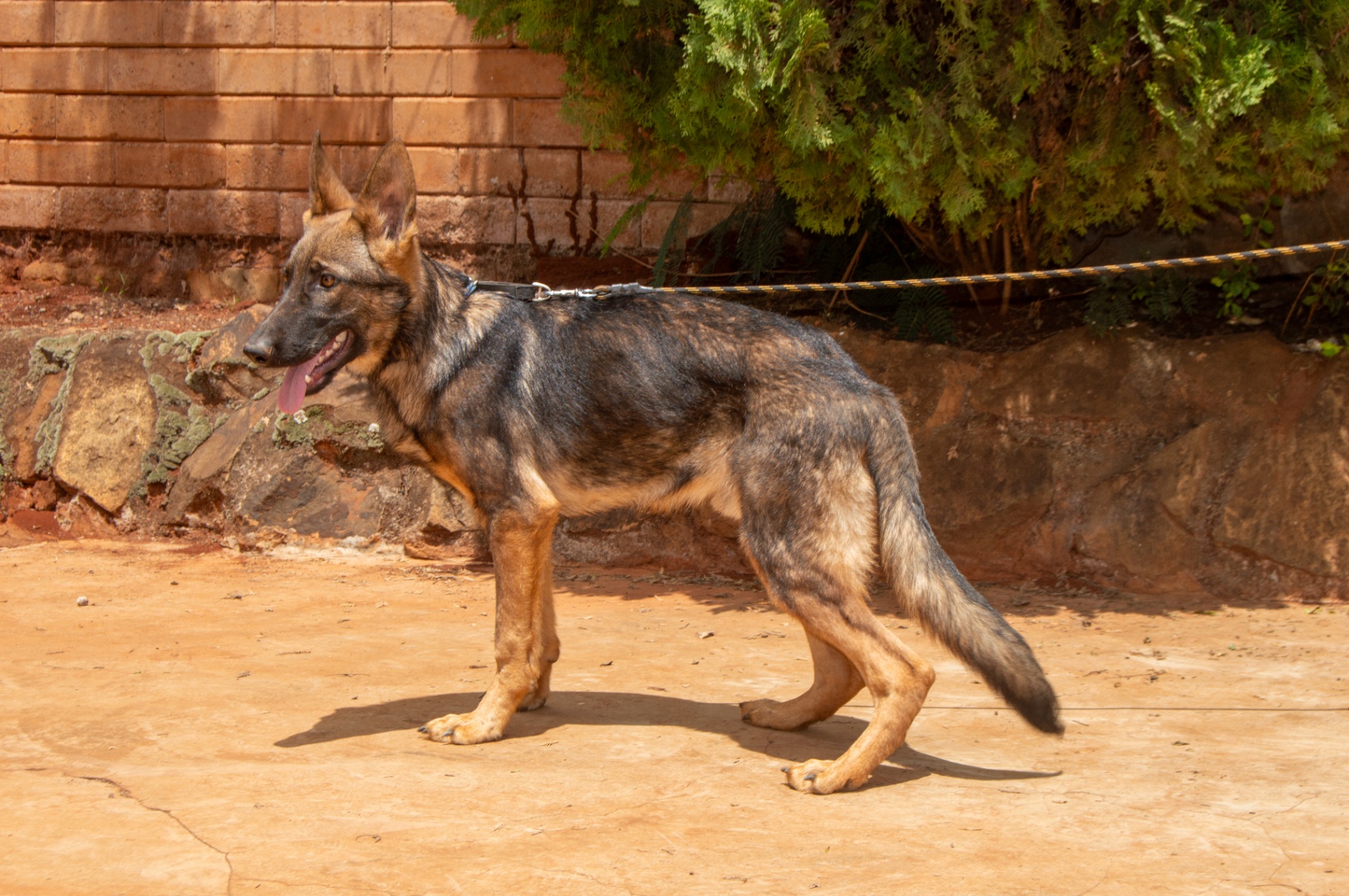 Service Dog & Protection Dog Training Kenya | Kirangi Dogs