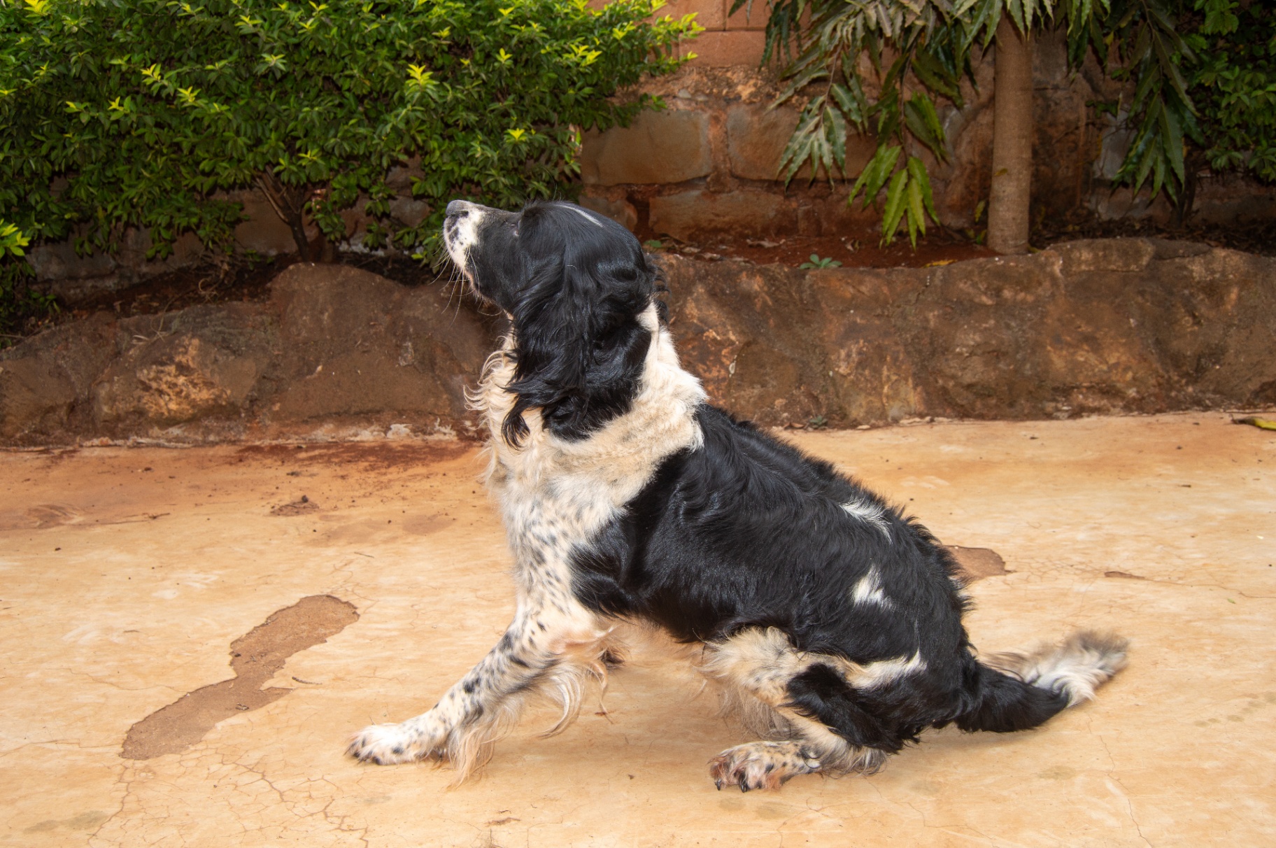 Premium Dog Breeder Kenya | Black Russian Terrier, German Shepherd ...