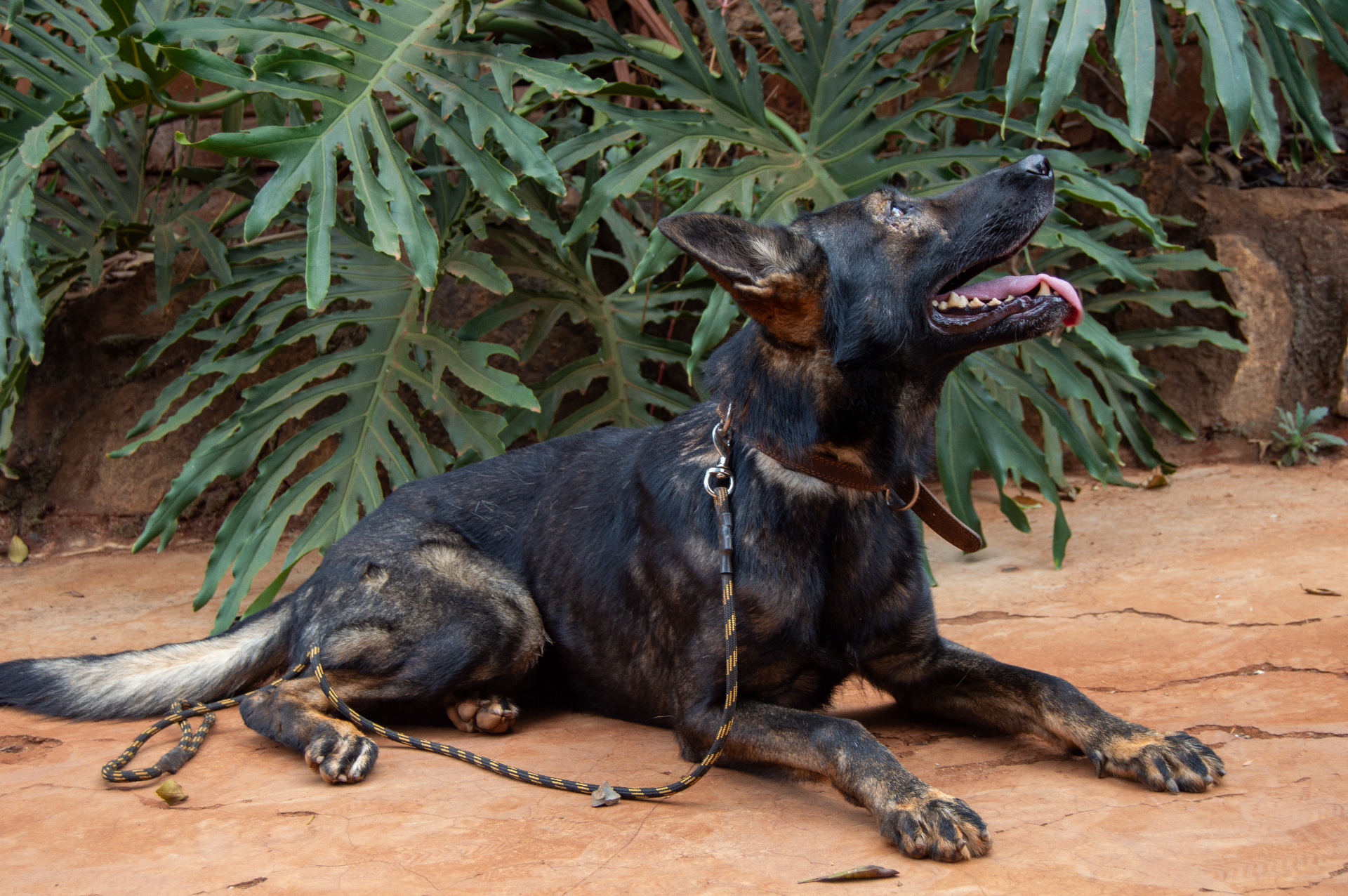 Service Dog & Protection Dog Training Kenya | Kirangi Dogs