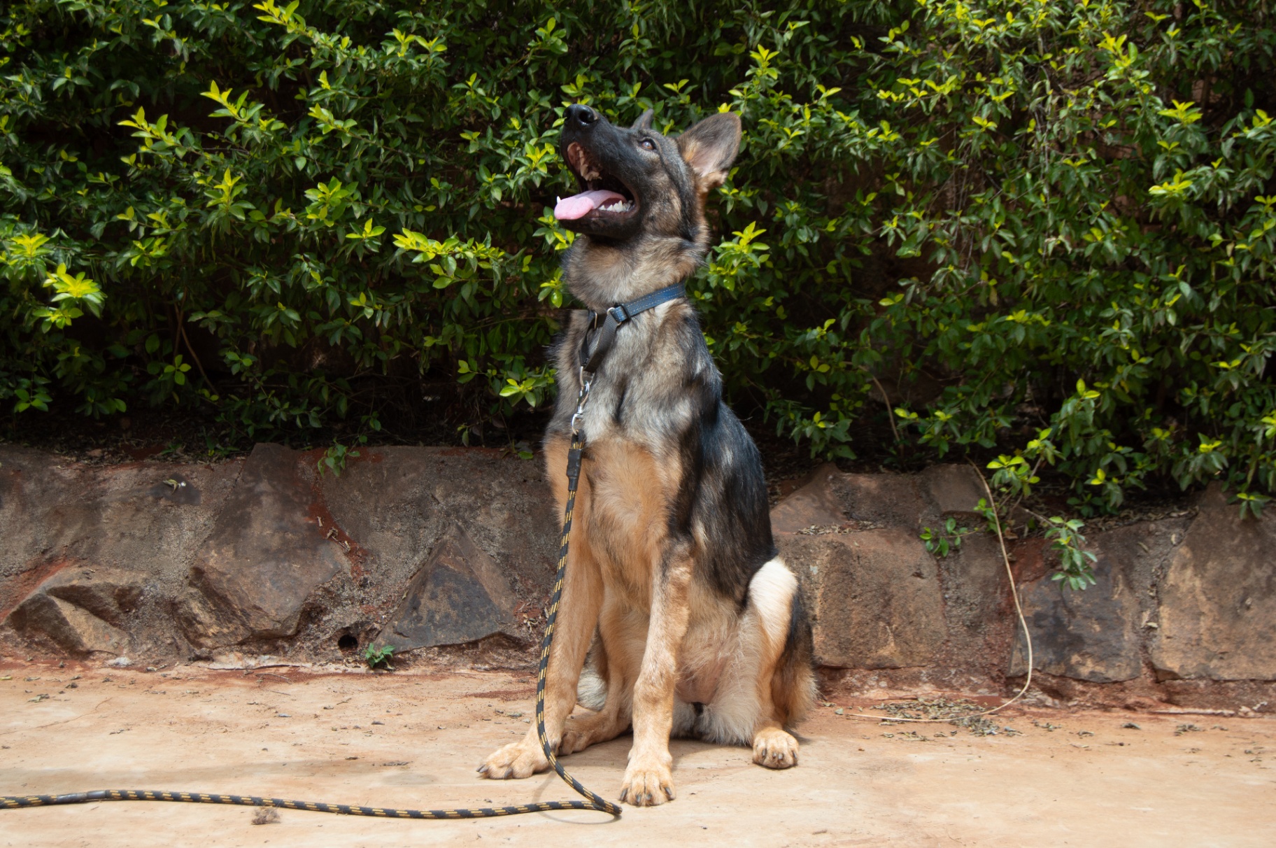 Service Dog & Protection Dog Training Kenya | Kirangi Dogs